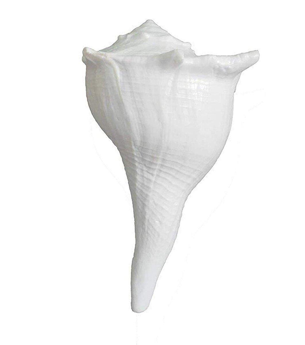 Natural Right Hand Shankh/ Dakshinavarti Puja Shankh Very Rare Conch ...