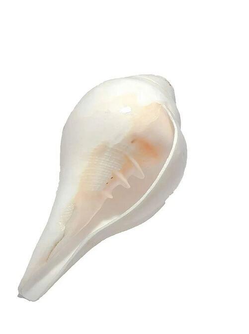 Natural Shankh | Pure Natural Shell Big Size with Loud Echo Sound ...