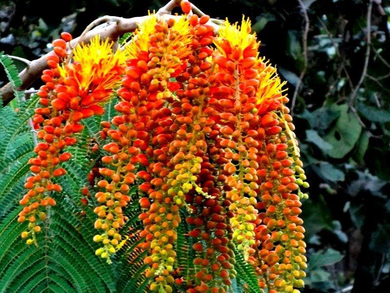 Colvillea Racemosa, Colville's Glory, Colvillia, Flowering Tree, Glory ...