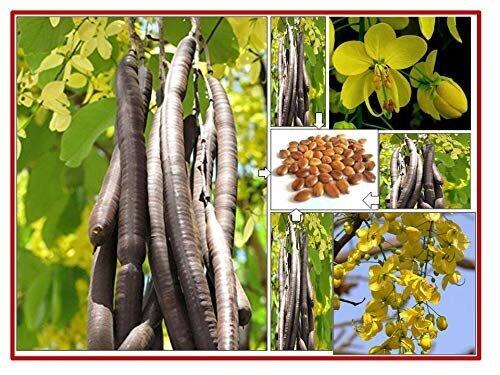 Cassia Fistula, Apple Blossom, Golden Shower Tree seeds- 100gm