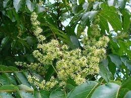Ailanthus excelsa, Indian Tree of Heaven, Methi Neem Tree, Mahaneem ...