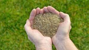 Fodder Grass Seeds