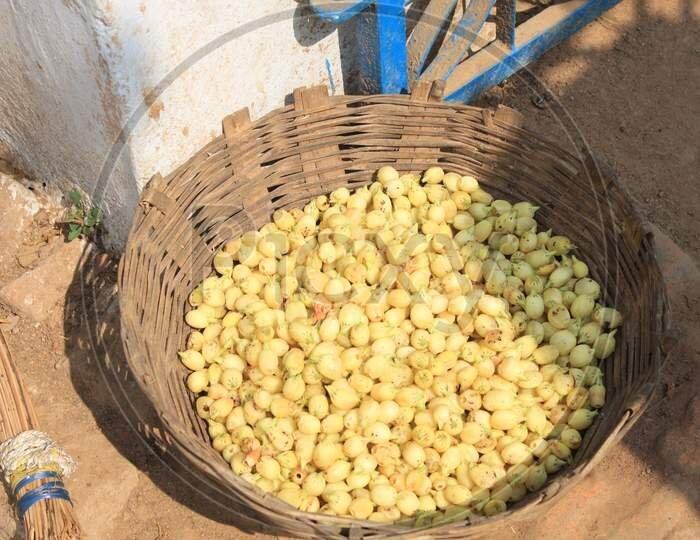 Experience the Beauty of Bassia Latifolia: Premium Seeds for Exquisite ...