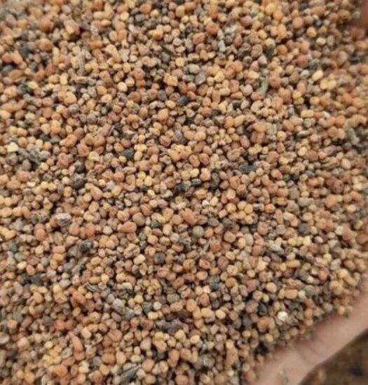 Andrographis Paniculata, Kalmegh herbal Seeds Cultivation and Goodness ...