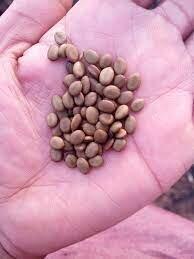 Planting the Seeds of Tradition: Cultivating Health and Beauty with ...